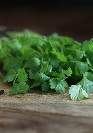 Cilantro | Taste and Uses | Cooking Tips - North Shore Living Herbs